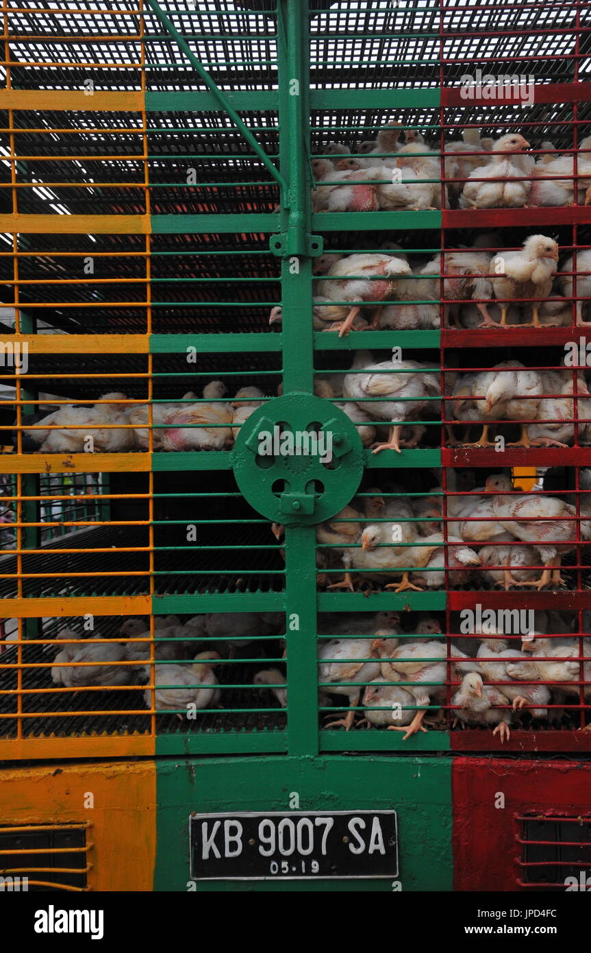 Broiler chickens (Gallus gallus domesticus), or broilers, are a ...