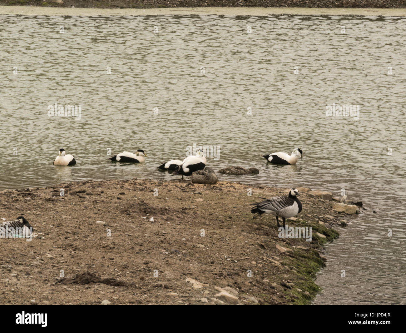 On edge of svalbard fjord during the nesting season hi-res stock ...