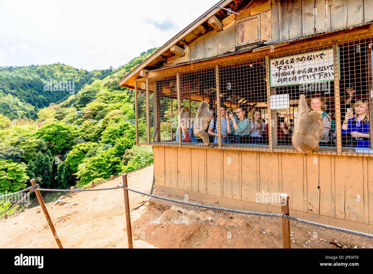 People feeding monkey Stock Photo - Alamy