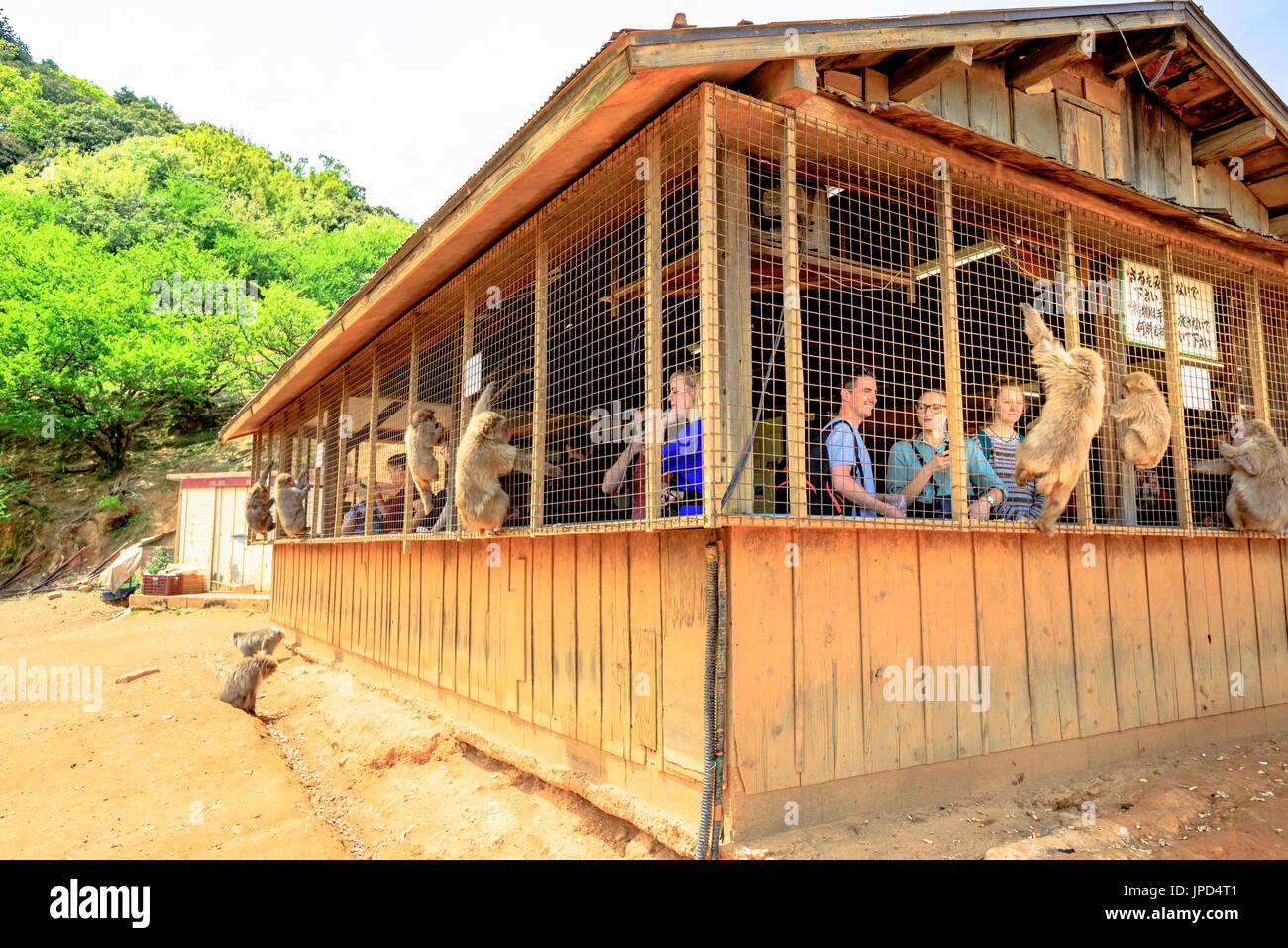 People feeding monkey Stock Photo - Alamy