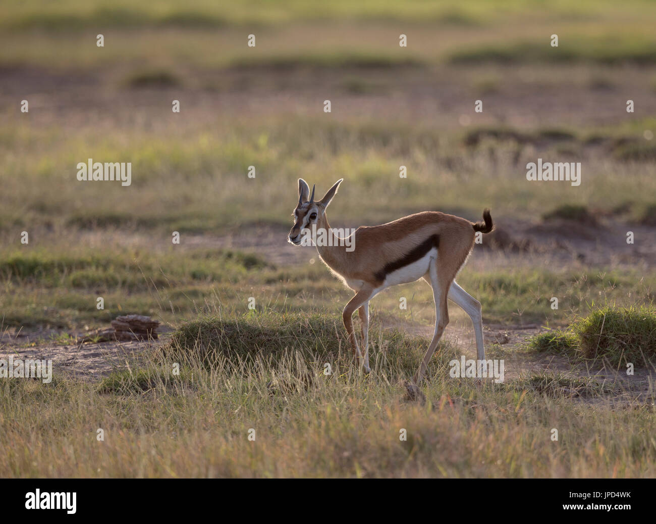 Gazelle migration hi-res stock photography and images - Alamy