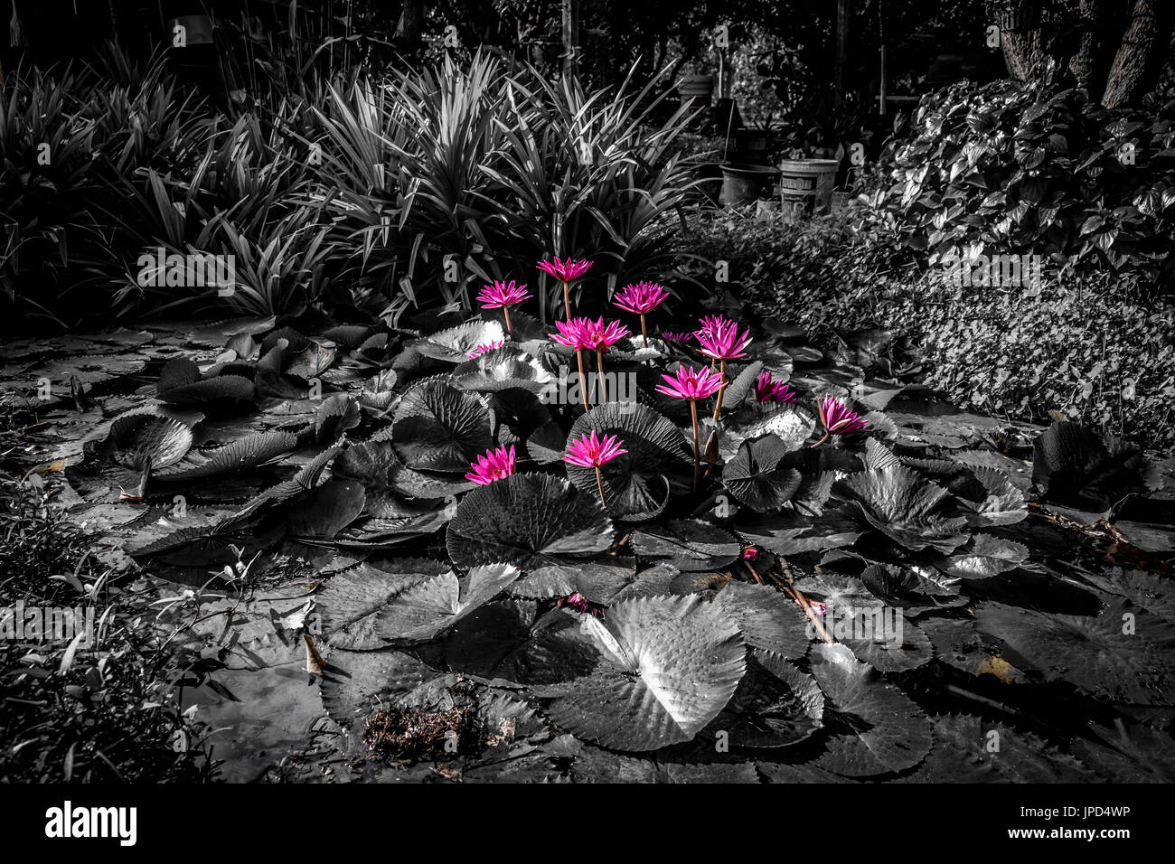 Heaven Lotus High Resolution Stock Photography and Images - Alamy