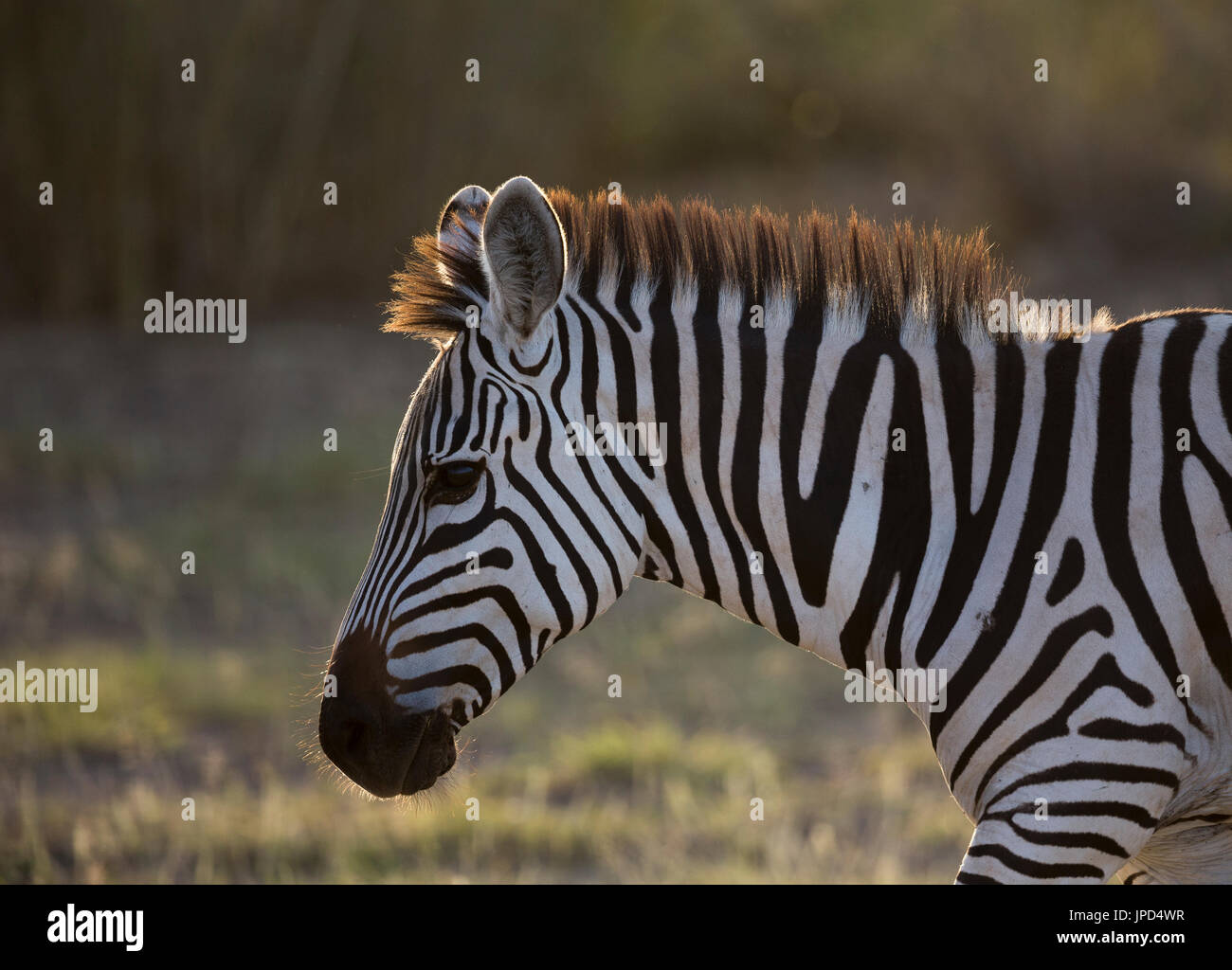 Jungle pov hi-res stock photography and images - Alamy