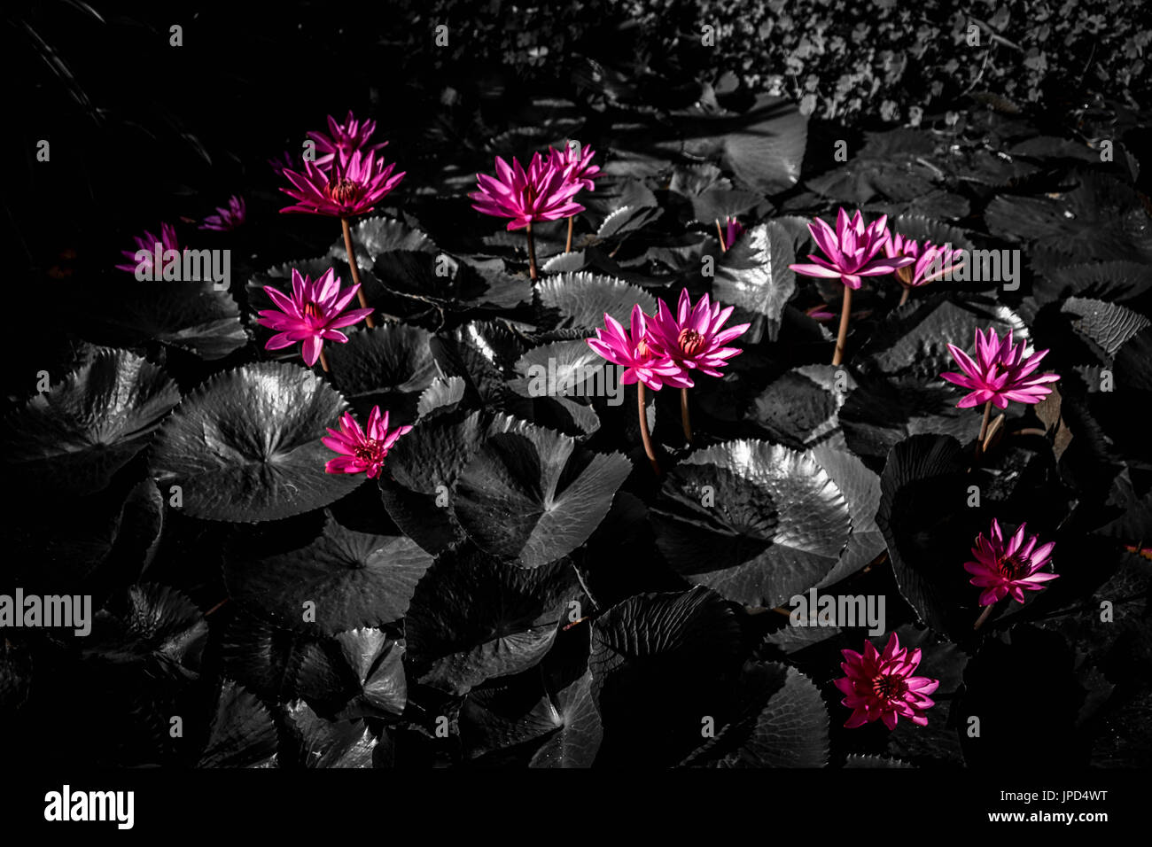 Magenta Lotus in a pond with Lotus leafes Stock Photo - Alamy