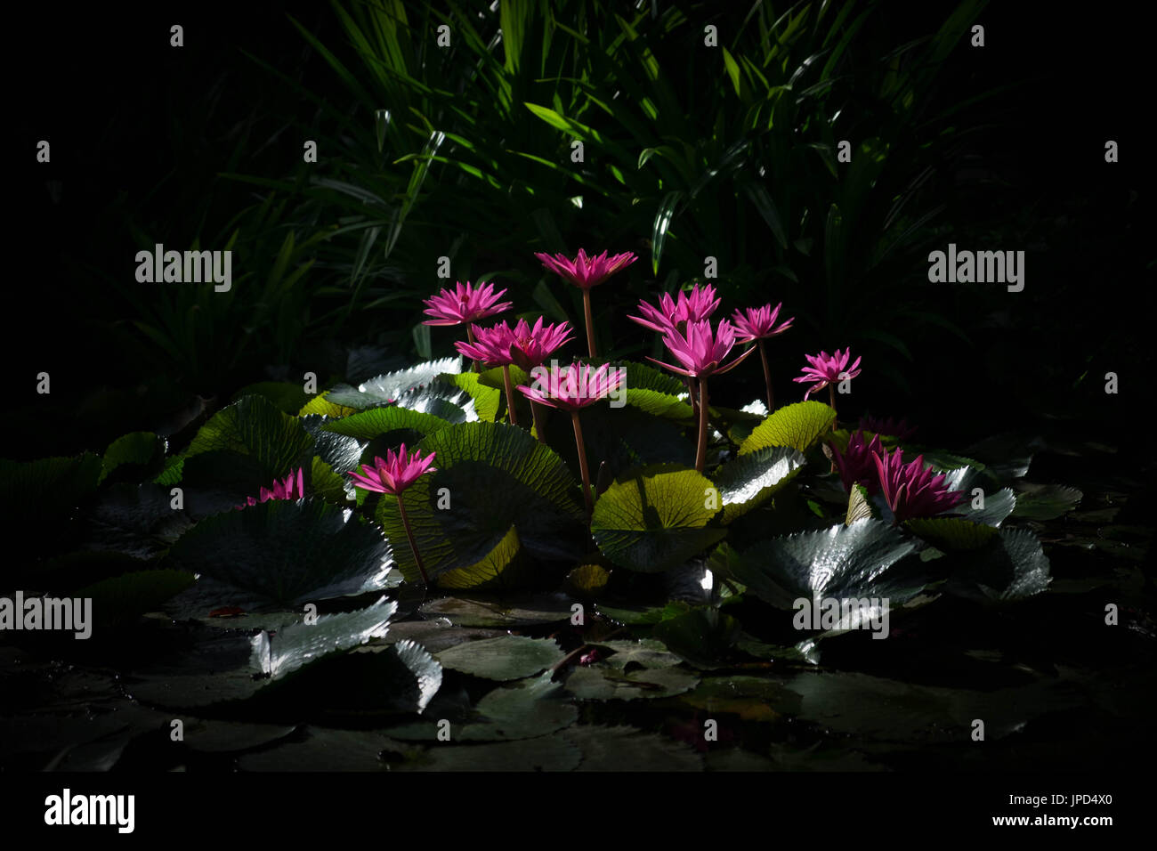 Magenta Lotus in a pond with green leafes Stock Photo - Alamy