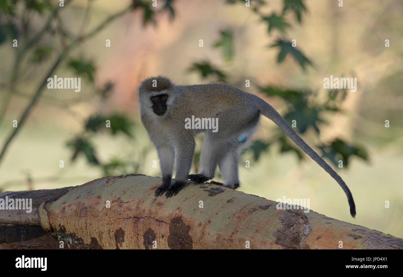 Monkey predators hi-res stock photography and images - Alamy