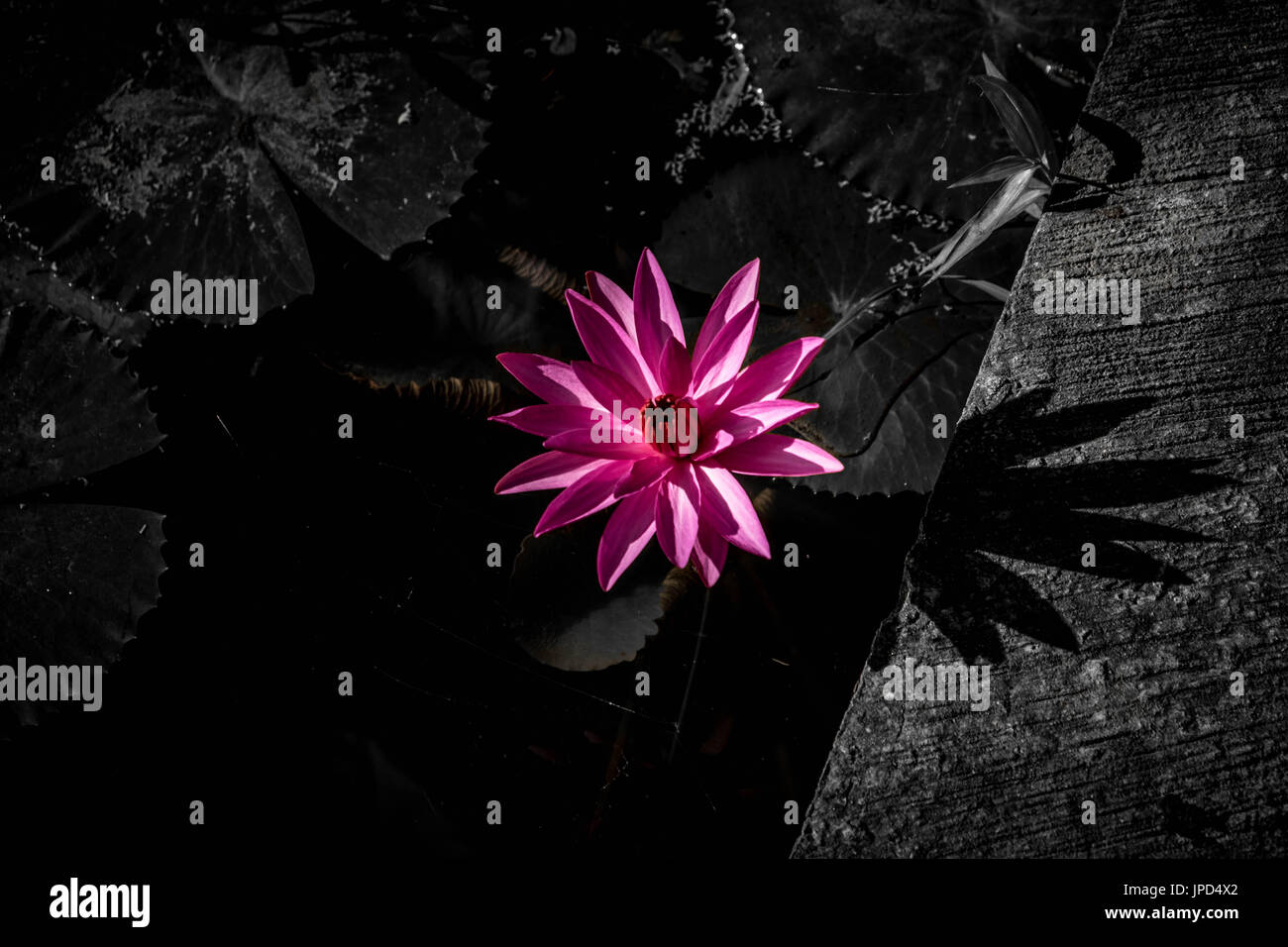 Magenta Lotus in a pond with Lotus leafes Stock Photo - Alamy