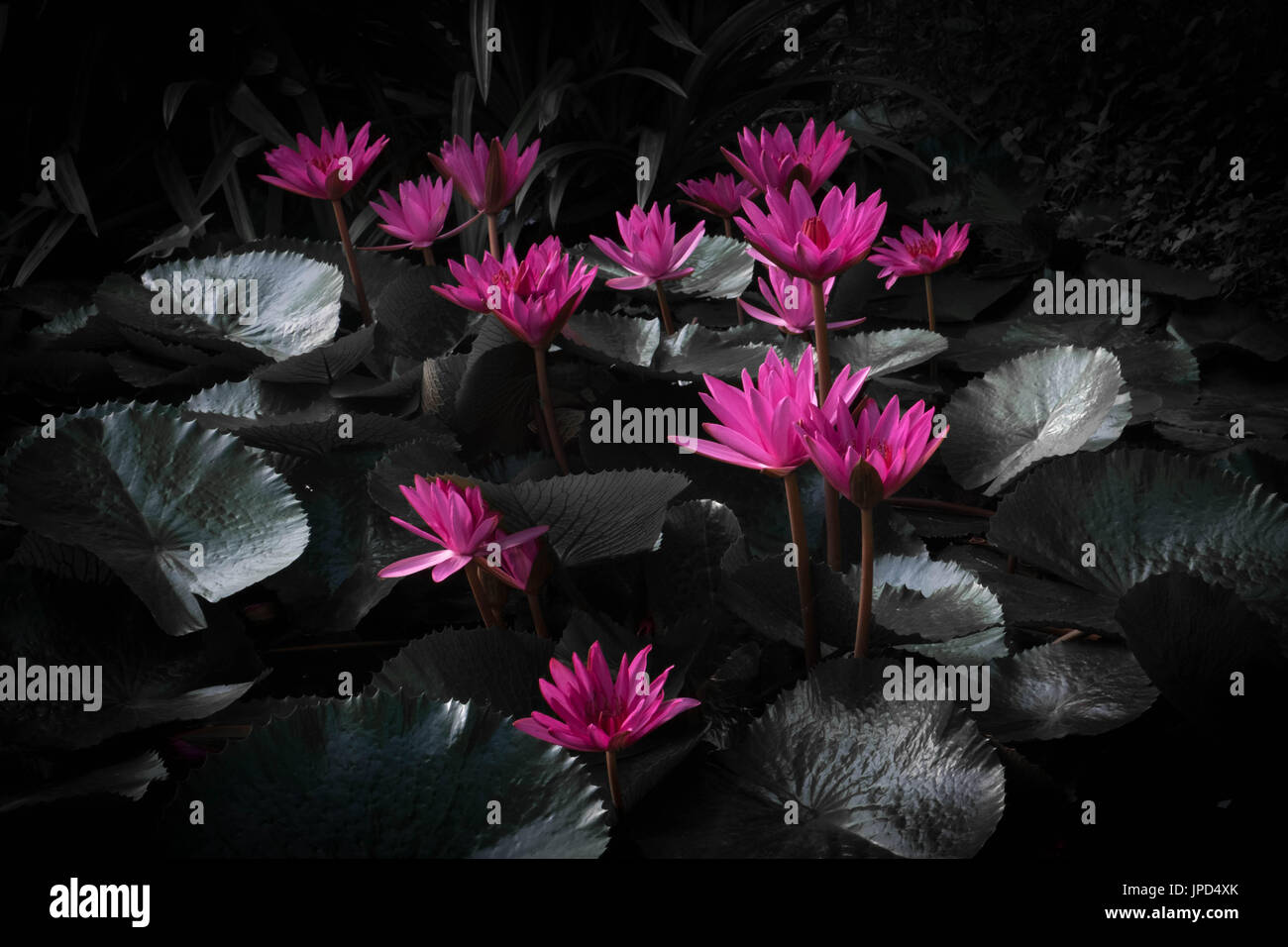 Heaven Lotus High Resolution Stock Photography and Images - Alamy