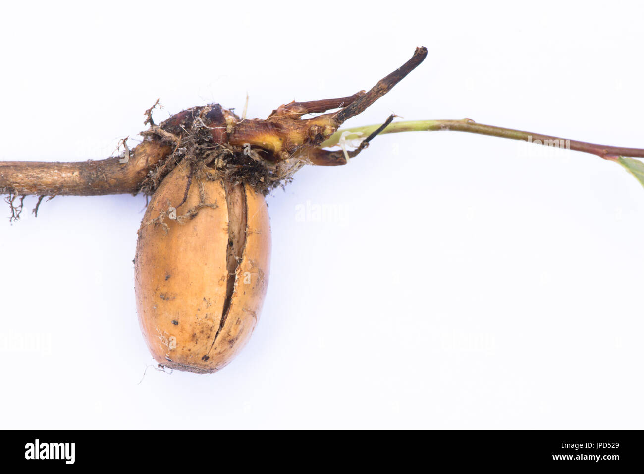 acorn of oak tree sprouted and growing stem and roots. UK. July Stock ...