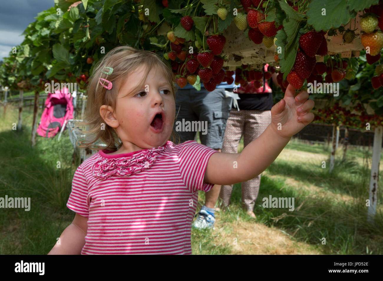 An eighteen month old toddler picking strawberries at a pick-your-own ...