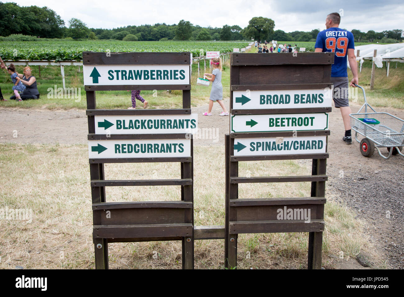 Signs indicating fruit picking at Parkside Farm, Enfield, north of ...