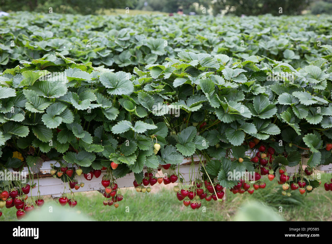 Farm strawberry strawberries hi-res stock photography and images - Alamy