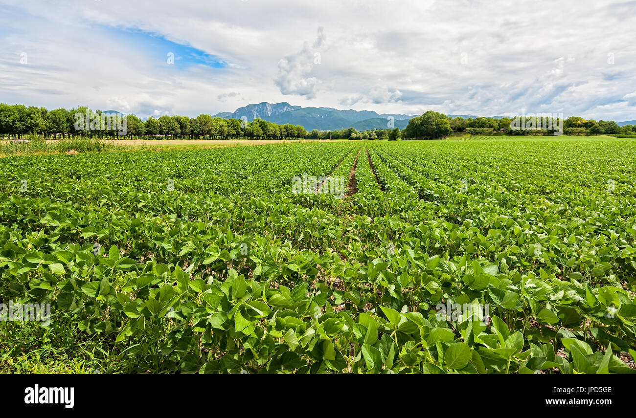 Agricultural landscape. Green field of soybean. Soybean plantation ...