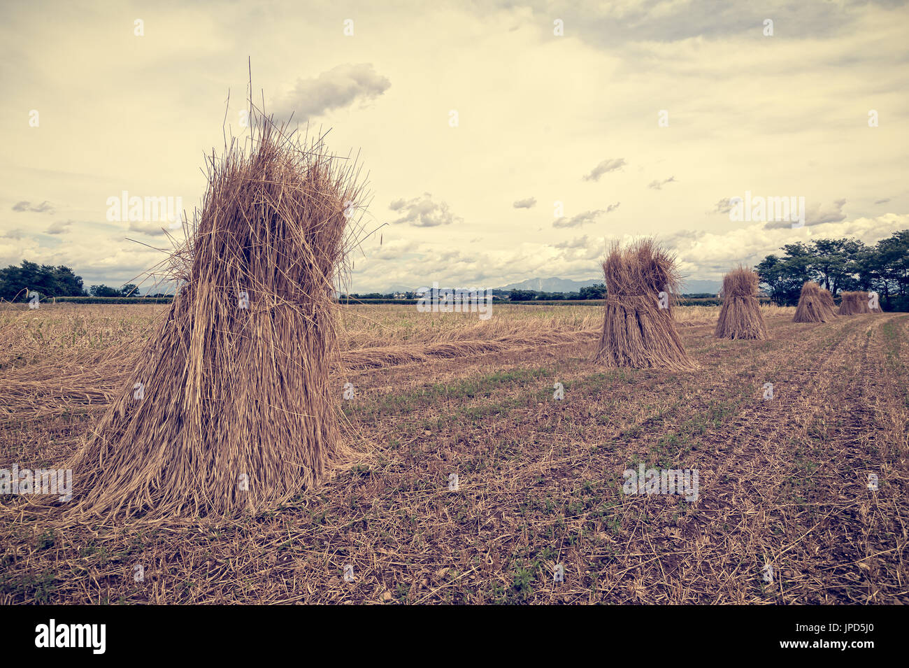 Sheaves of wheat hi-res stock photography and images - Alamy