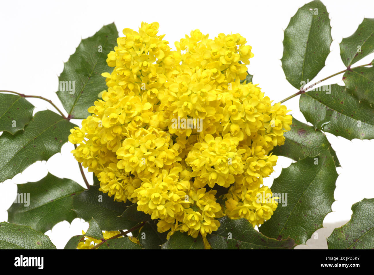 English Holly (Ilex aquifolium) Branches with clusters of bright yellow ...