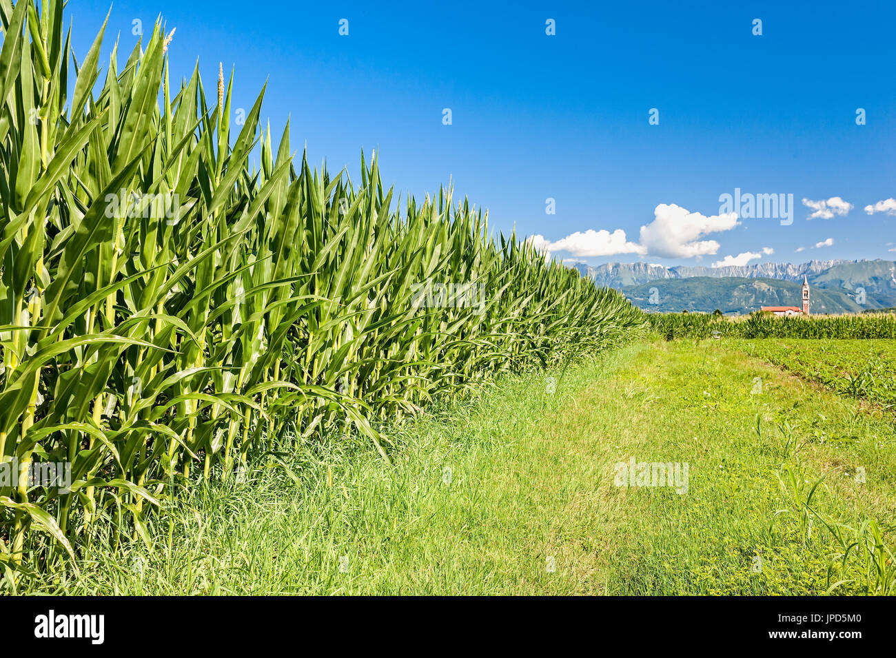 Agricultural landscape. Field of corn, mountains and blue sky with ...