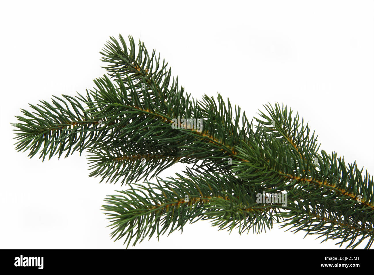 Plastic fir tree branch isolated on white background Stock Photo - Alamy