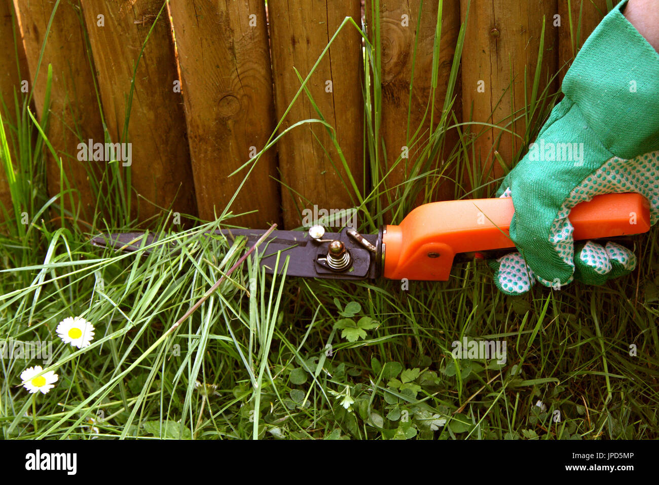 Exact gardening - trimming grass with scissors Stock Photo - Alamy