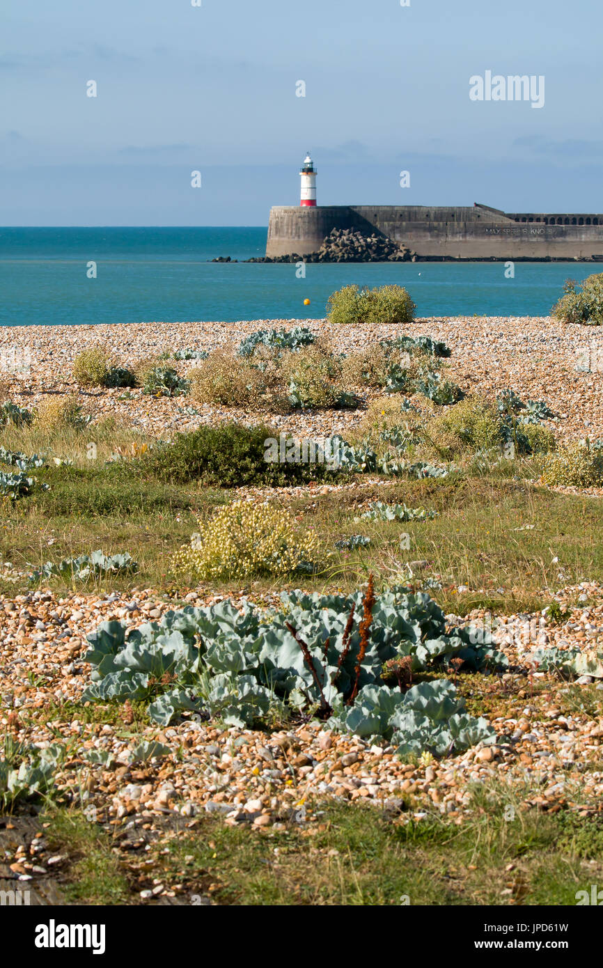 Shingle shore and plants at Tide Mills, East Sussex with Newhaven ...