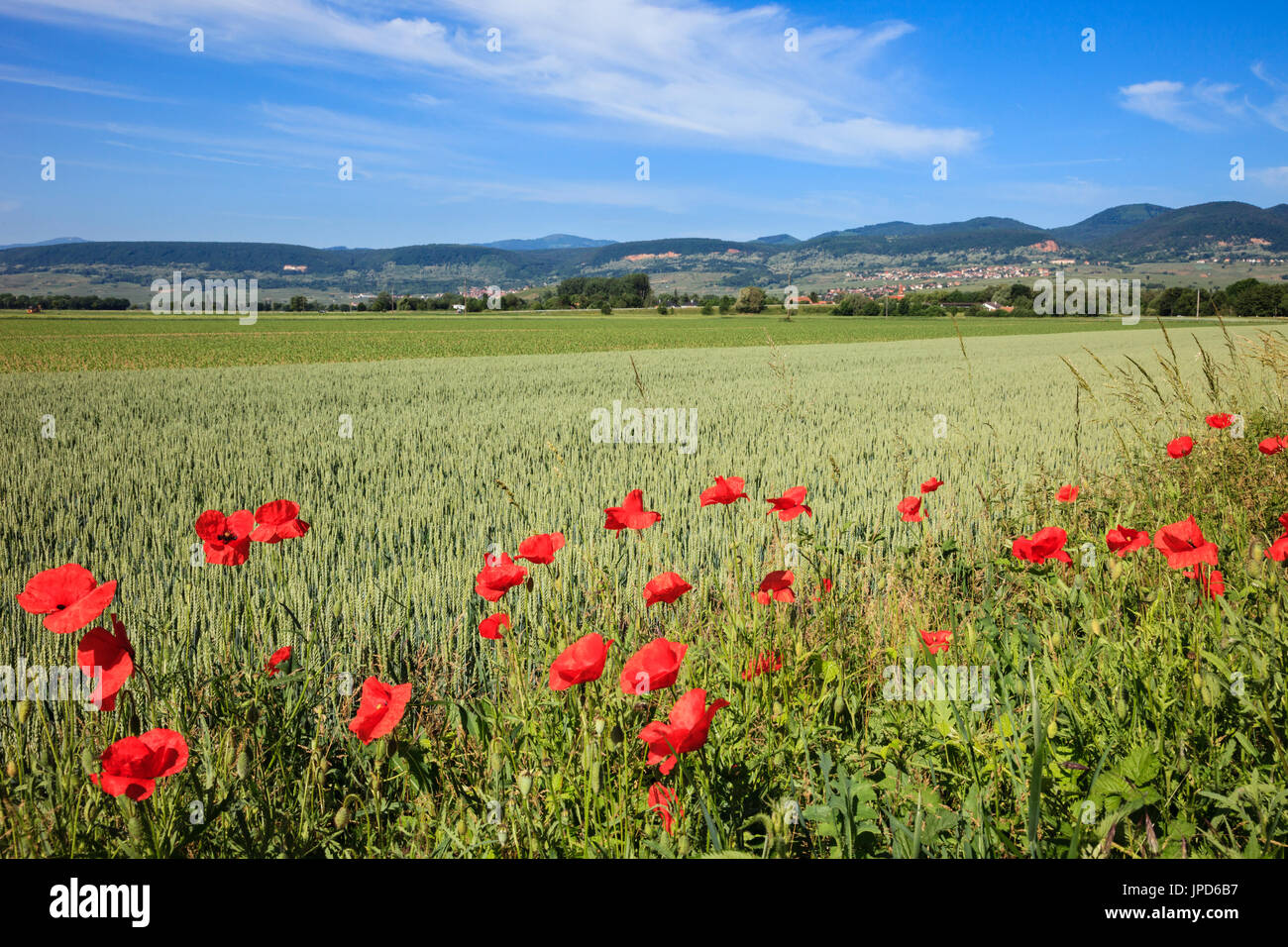 Agricultural landscape with red Poppies in farm field in foreground in ...
