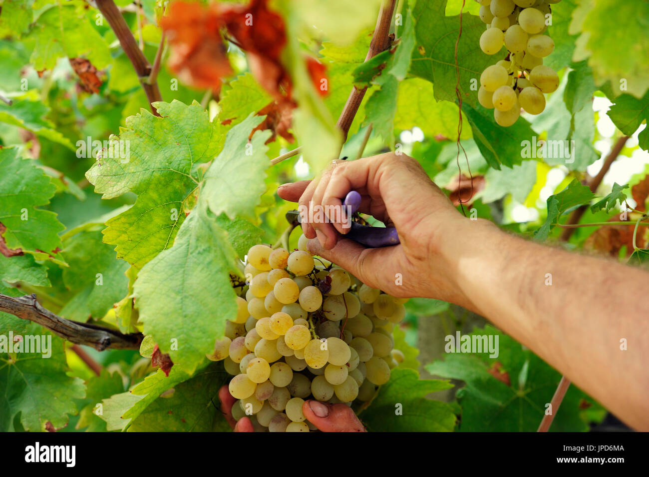 Workers working in vineyard cutting grapes from vines Stock Photo - Alamy