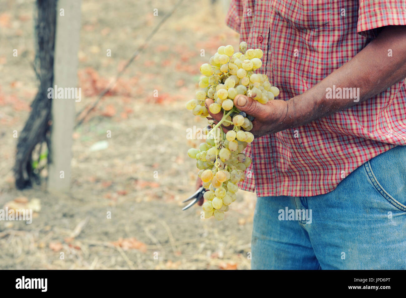 Farmer Inspecting His Ripe Wine Grapes Ready For Harvest Stock Photo ...