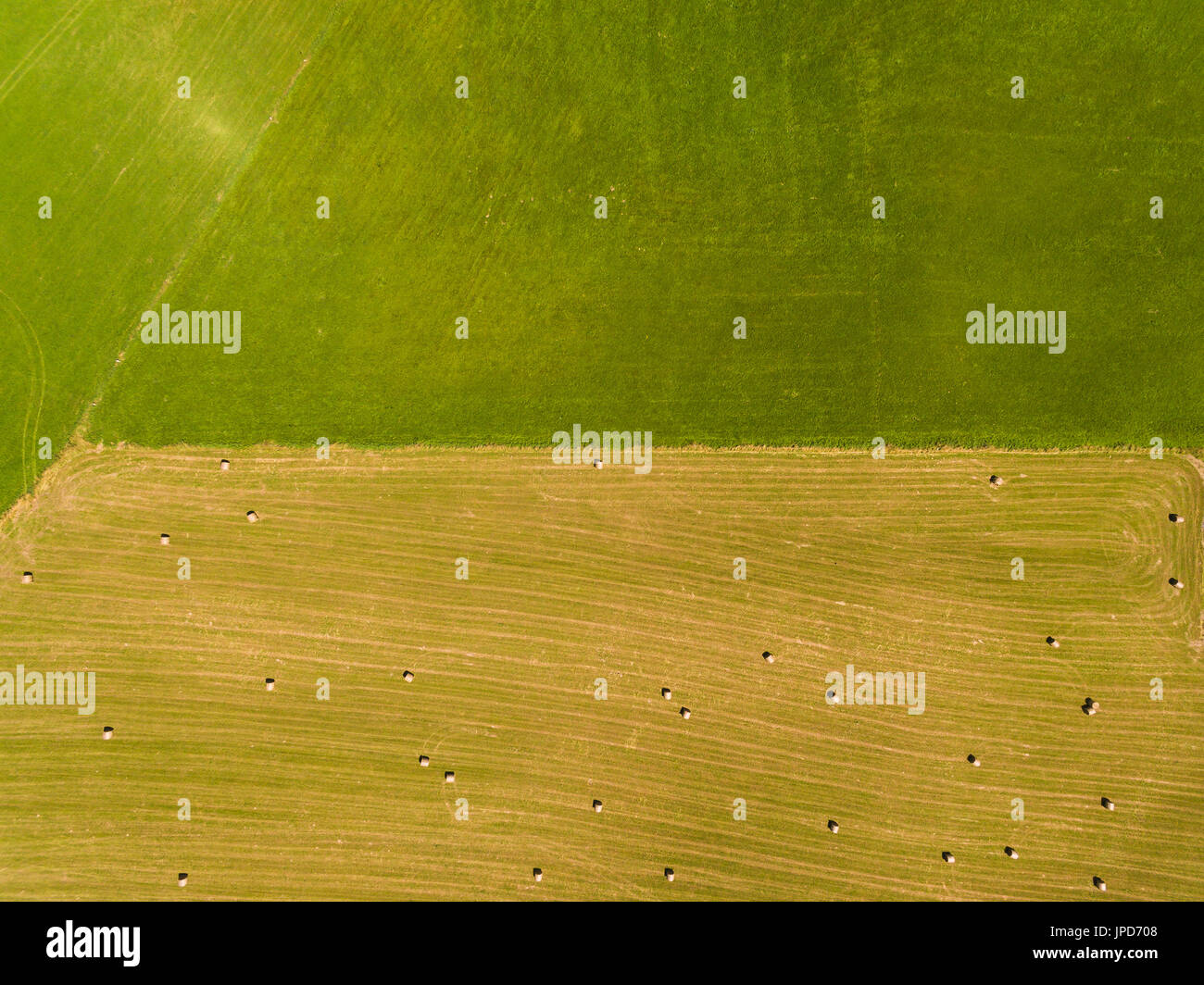 Top view green barley texture hi-res stock photography and images - Alamy