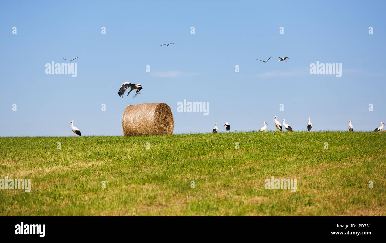 Flock of storks on the field of haystacks in summer Stock Photo - Alamy