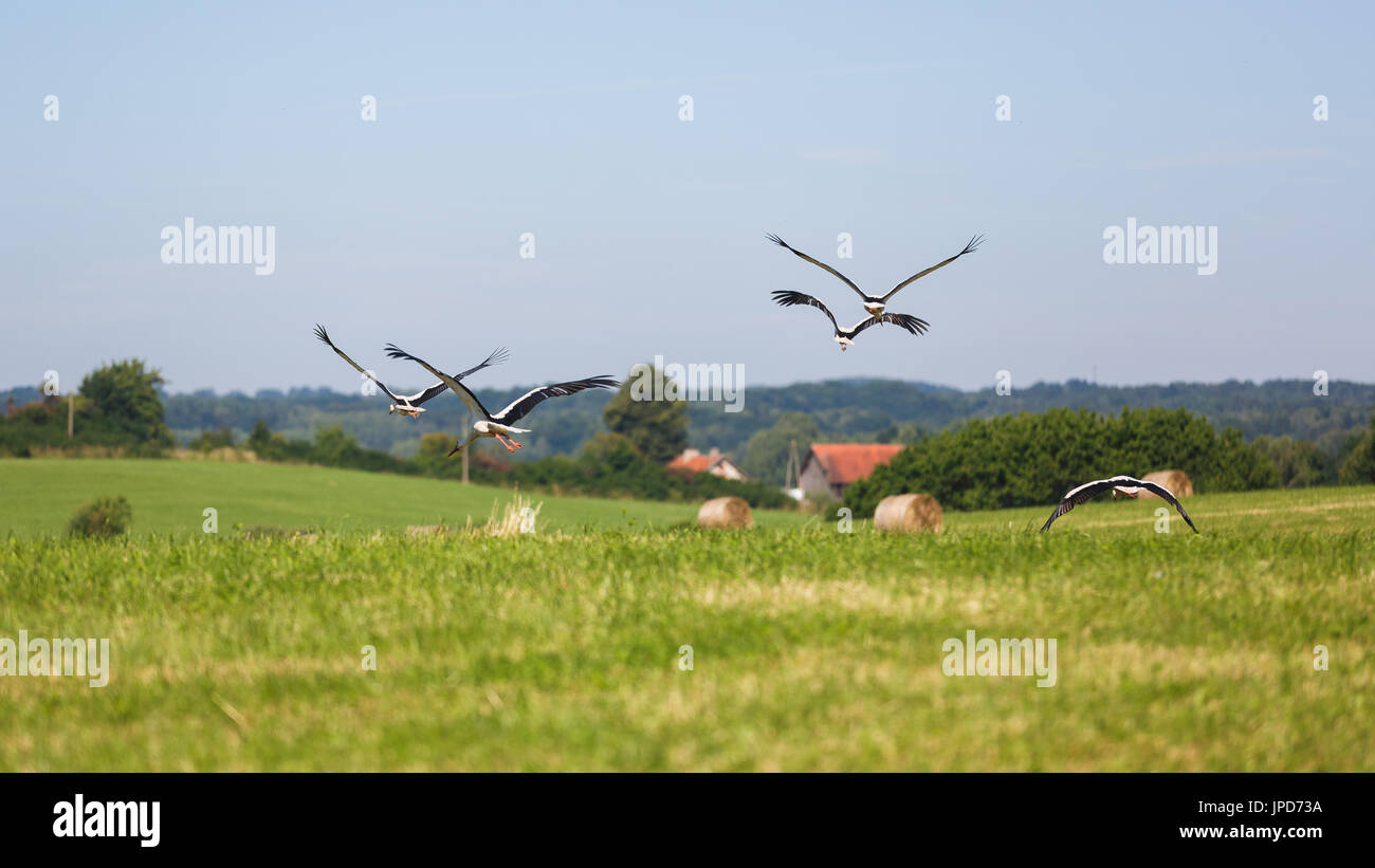 Flock of storks on the field of haystacks in summer Stock Photo - Alamy