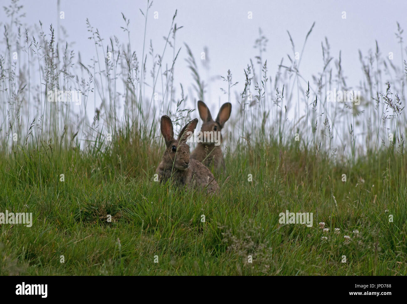 Pair mammals hi-res stock photography and images - Alamy