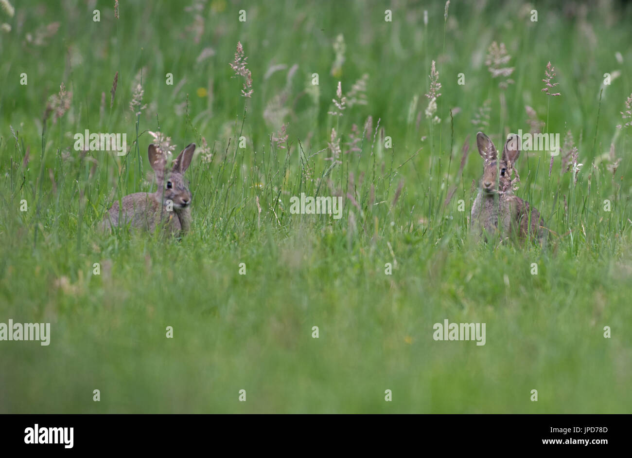 Pair Of Rabbits High Resolution Stock Photography and Images - Alamy
