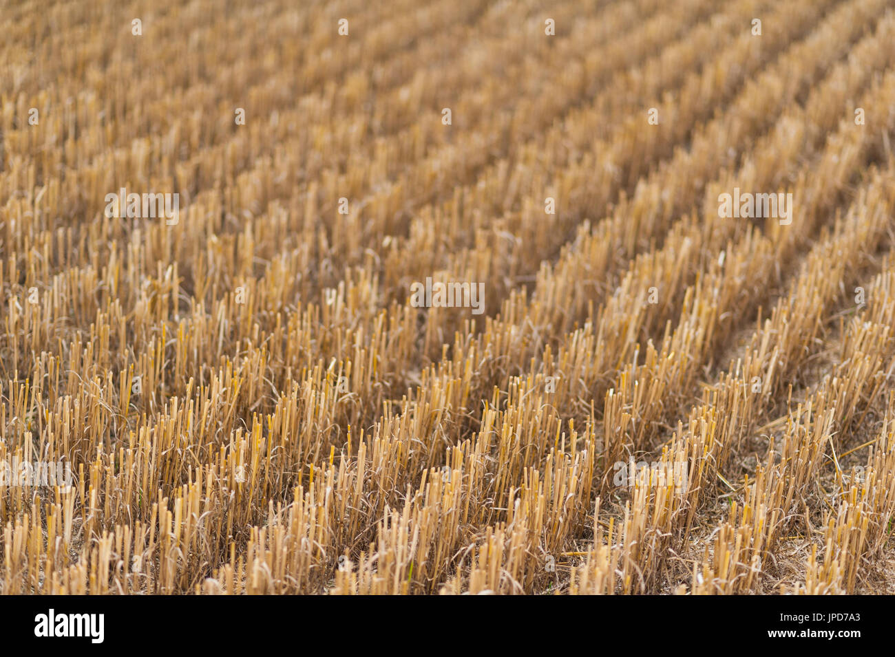 Rows of cut wheat in Slavonia, Croatia Stock Photo - Alamy