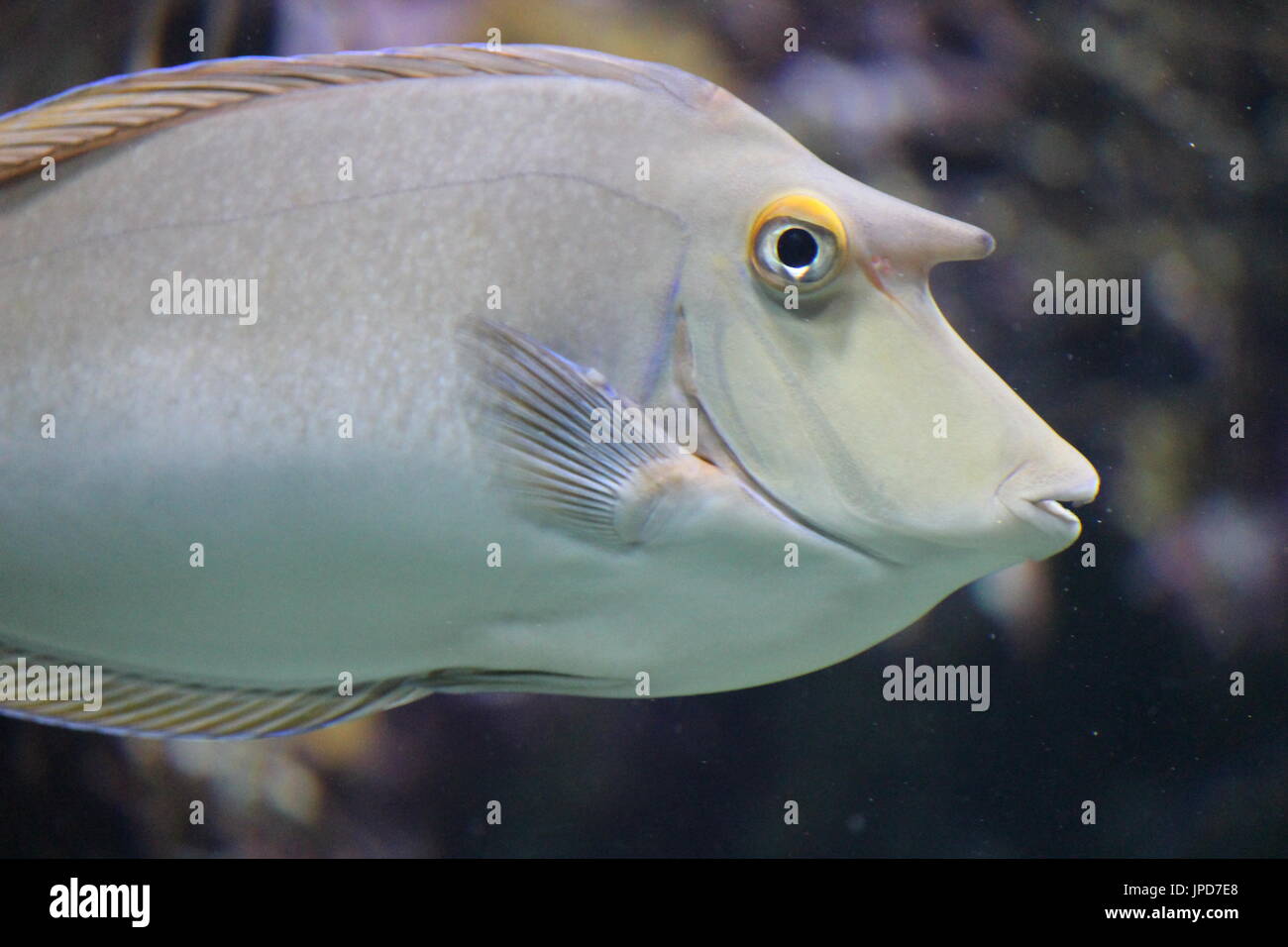 White / Grey Colored Fish in Aquarium Stock Photo - Alamy