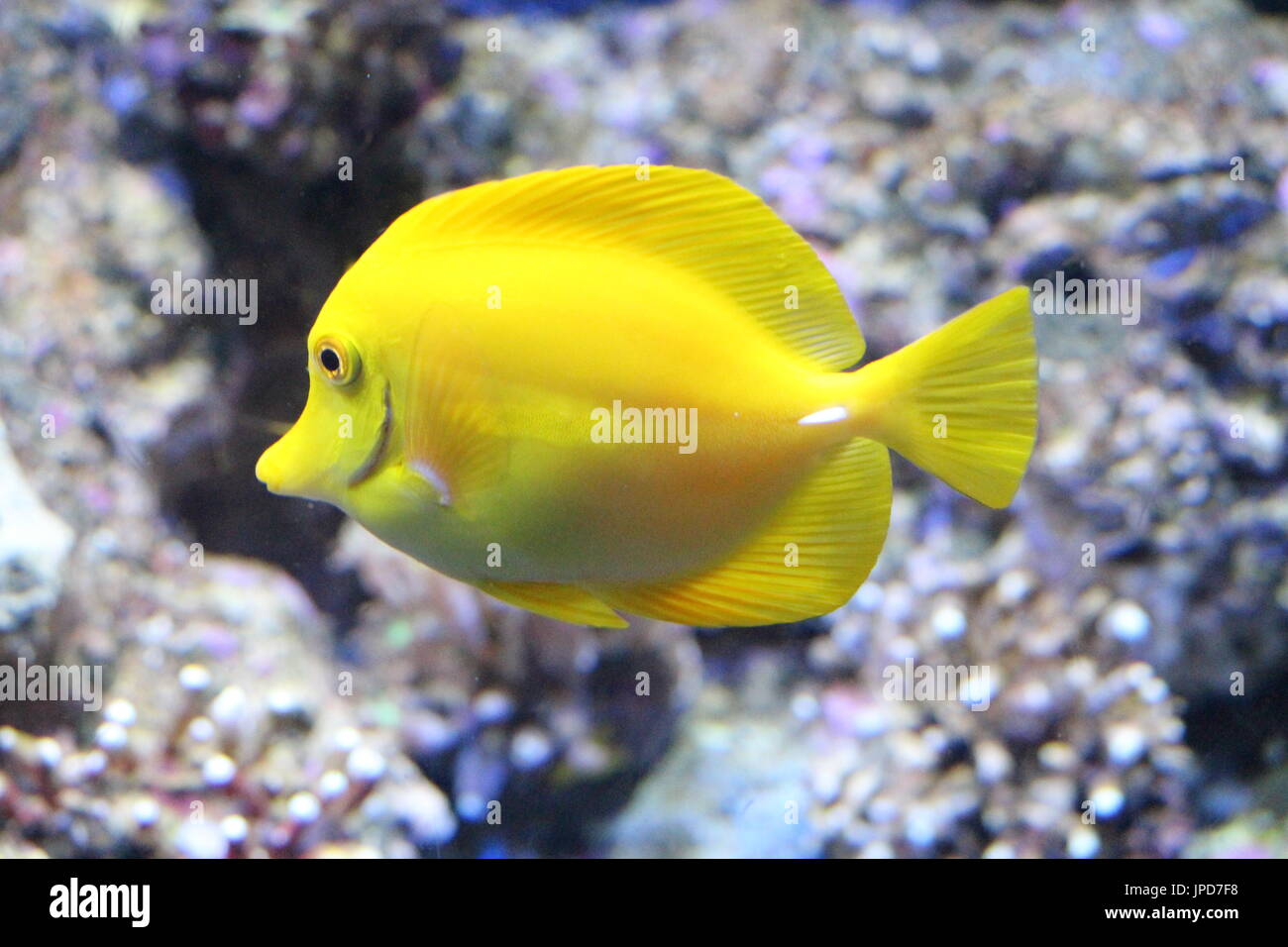 Singapore Aquarium High Resolution Stock Photography and Images - Alamy