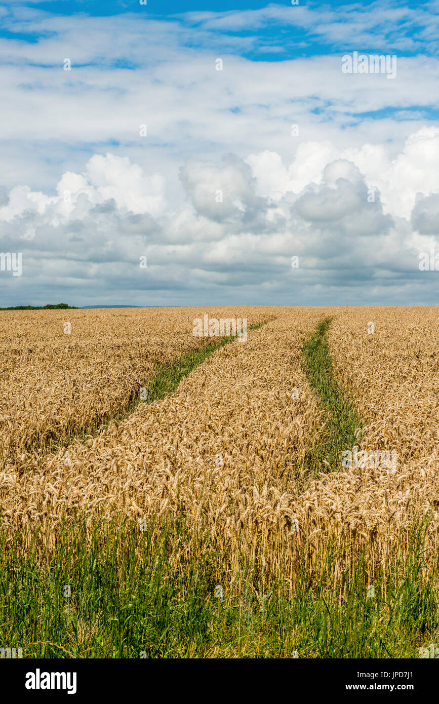 Green wheatfield hi-res stock photography and images - Alamy