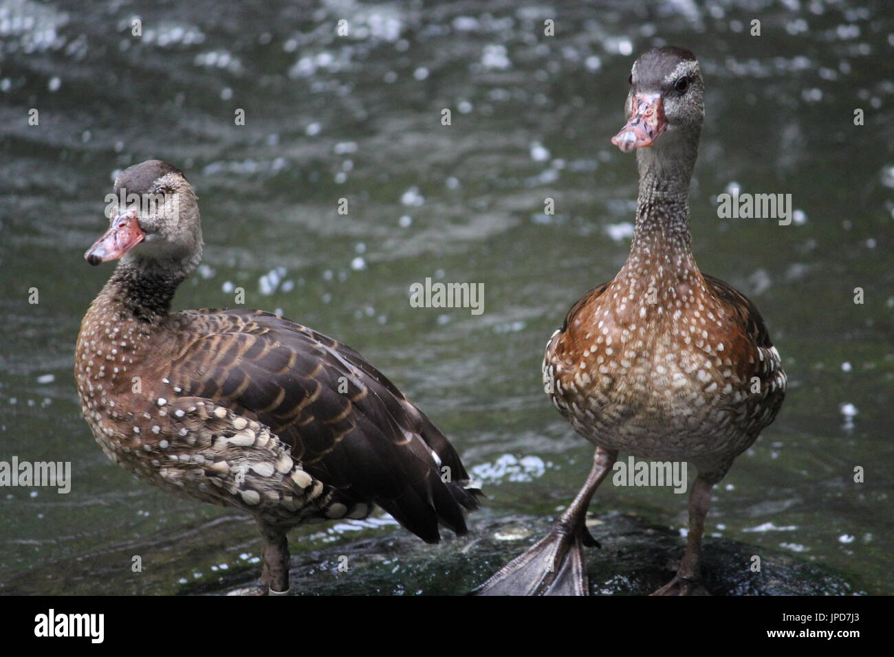 River and pond birds hi-res stock photography and images - Alamy
