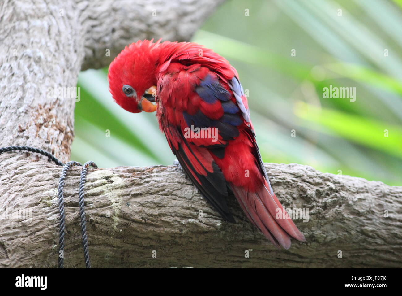 Parrot of trees hi-res stock photography and images - Alamy