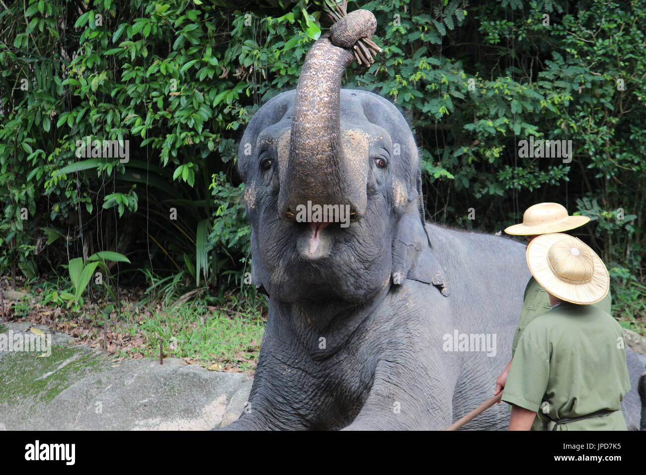 Elephant open mouth hi-res stock photography and images - Alamy