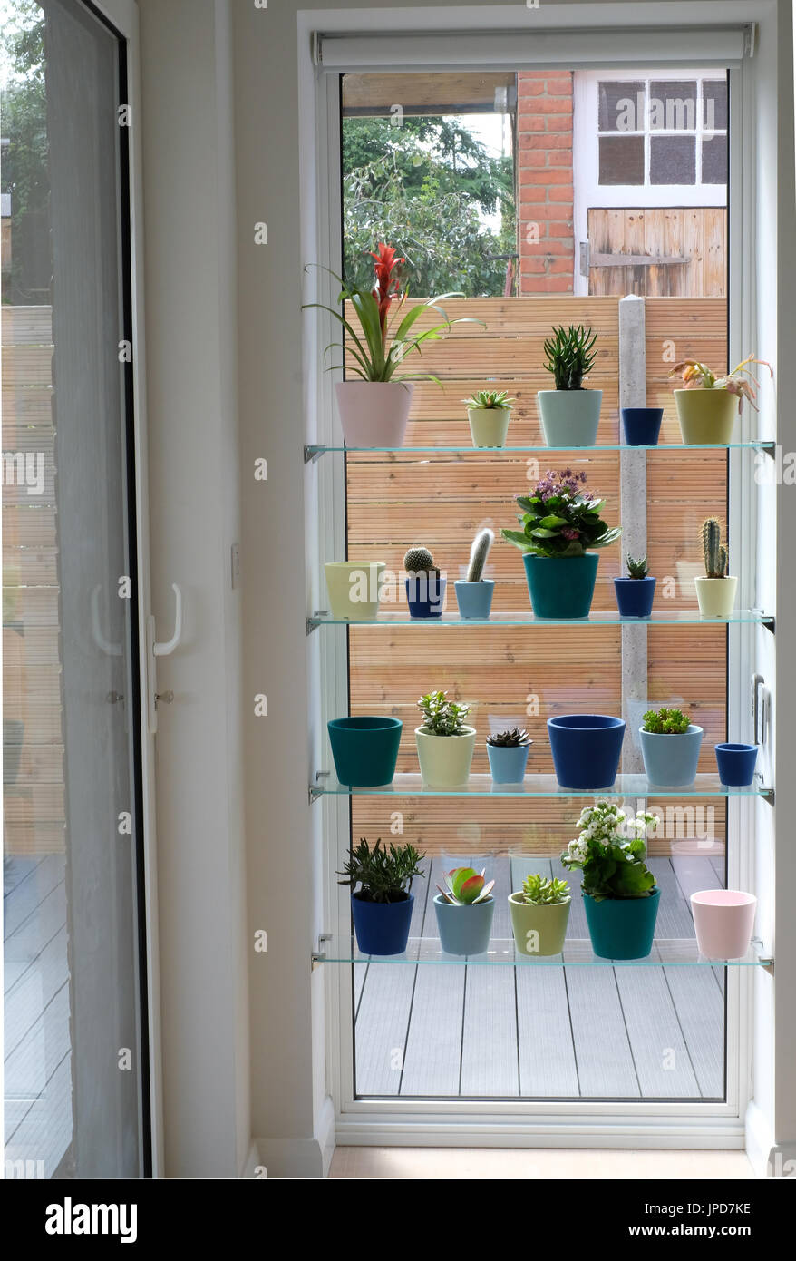 Window display of a variety of cactus and succulent plants in colourful ...