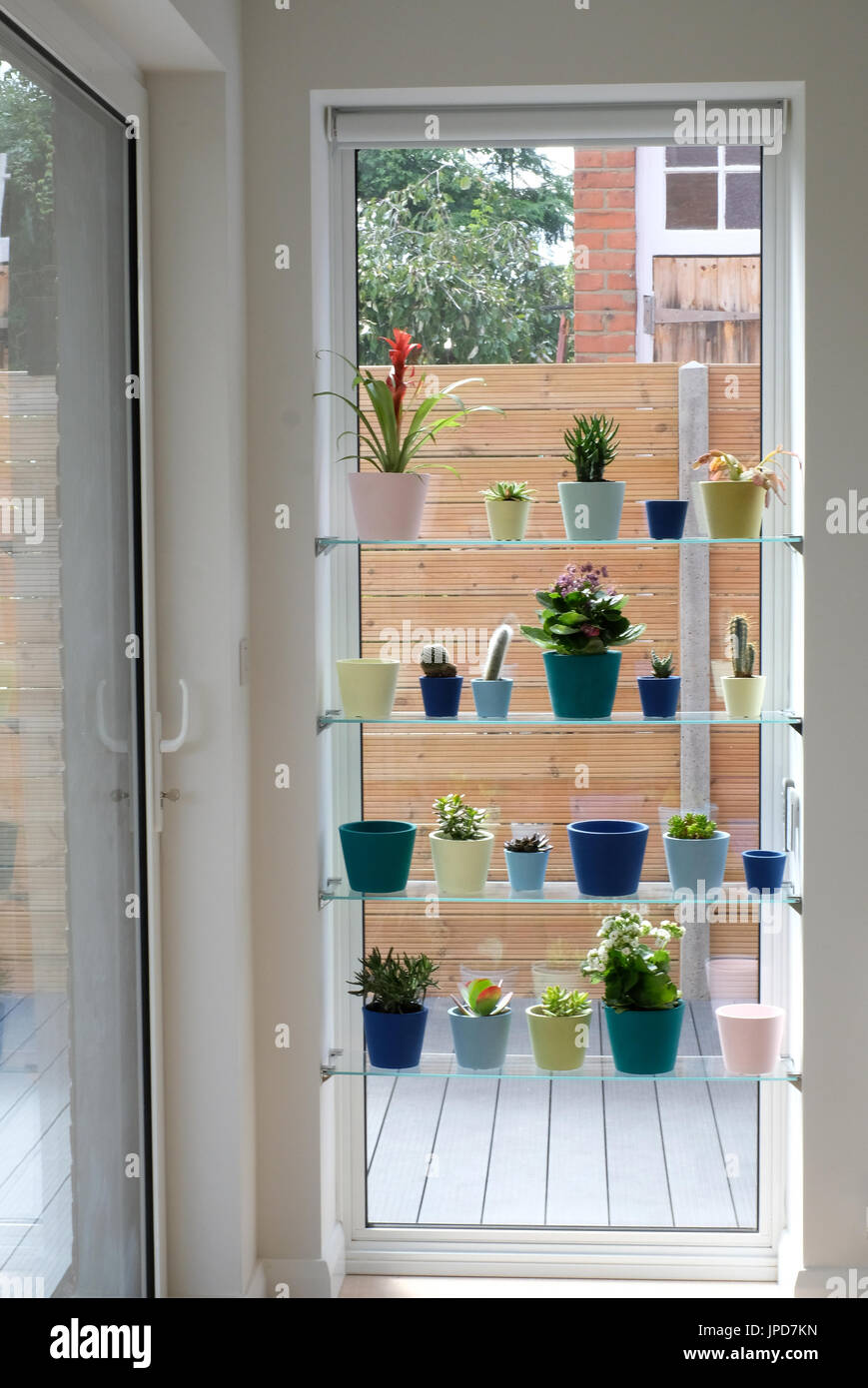 Window display of a variety of cactus and succulent plants in colourful ...