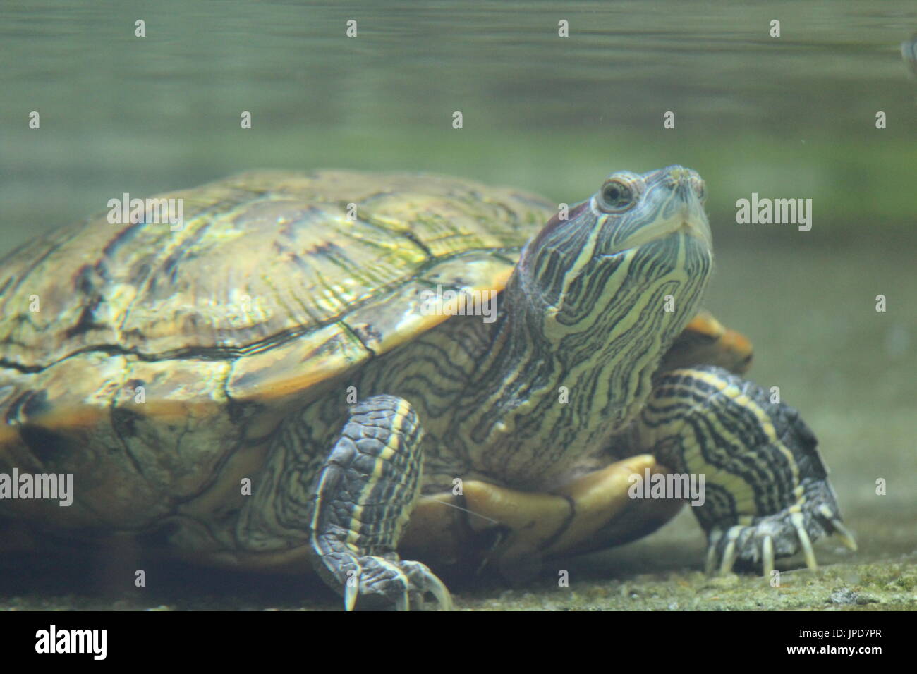 Sea Tortoise Underwater Stock Photo - Alamy