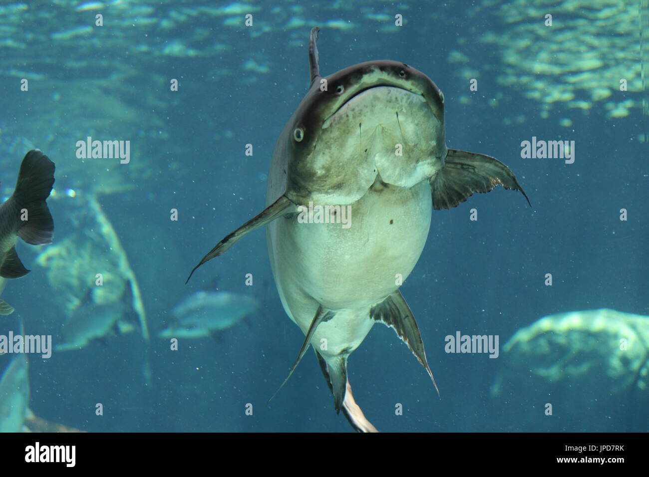 Shark Whale Fish in Ocean Stock Photo - Alamy