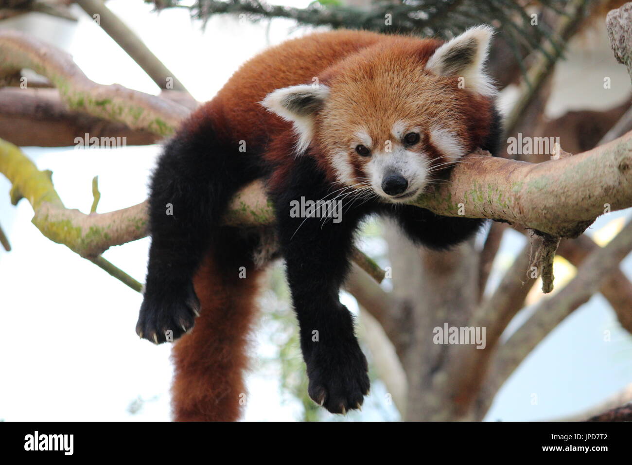 Wild red panda portrait hi-res stock photography and images - Alamy