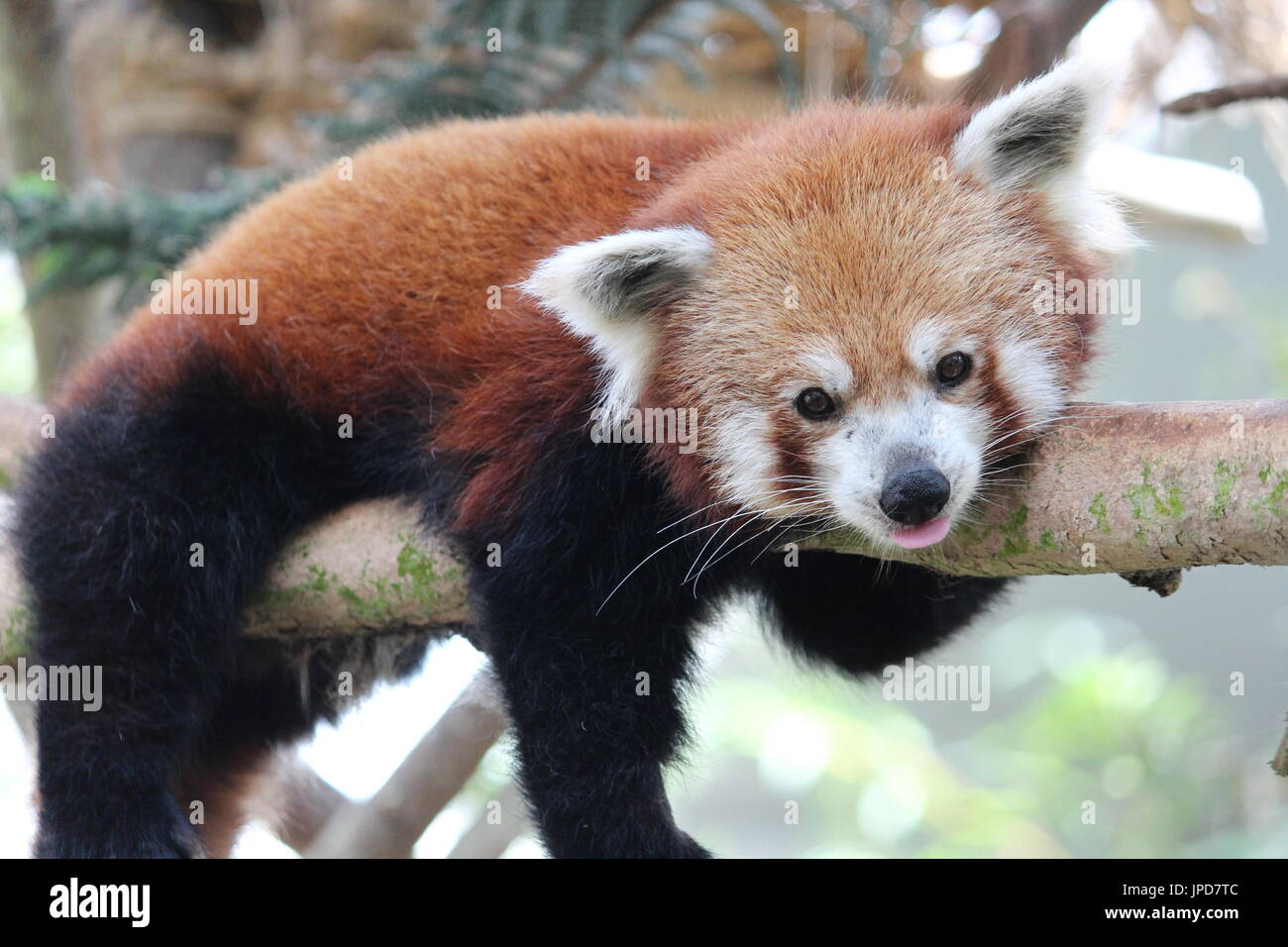 Wild red panda portrait hi-res stock photography and images - Alamy