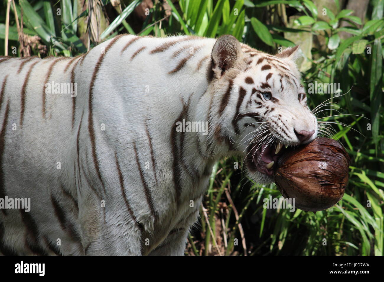 Tiger jungle hi-res stock photography and images - Alamy
