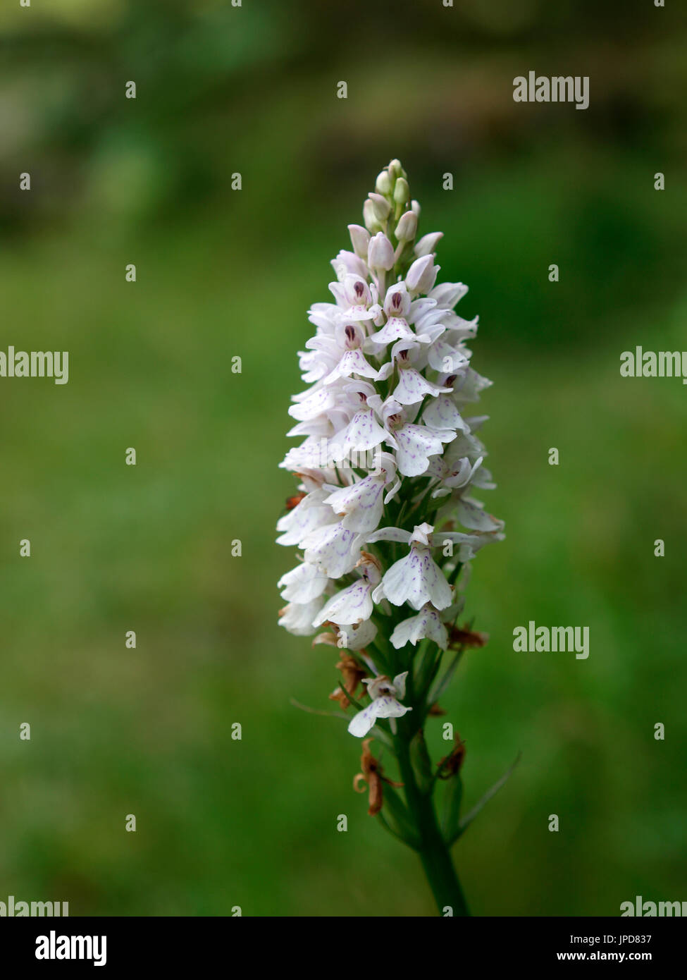 Common Spotted Orchid, growing in abundance around Derwentwater, The ...