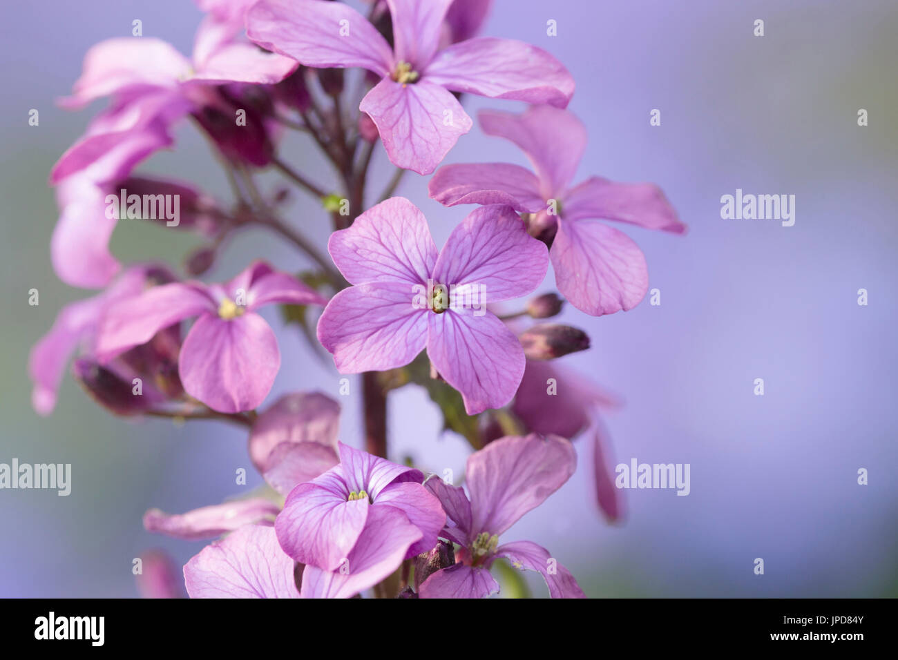 Lunaria - Common Honesty Flower Stock Photo - Alamy
