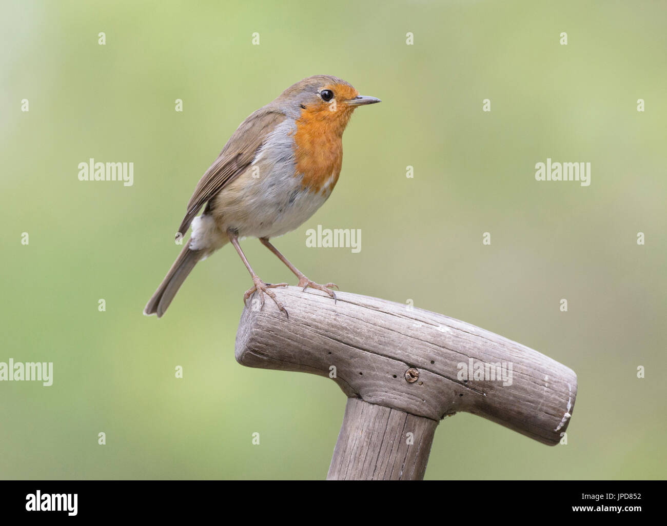 Robin on spade hi-res stock photography and images - Alamy
