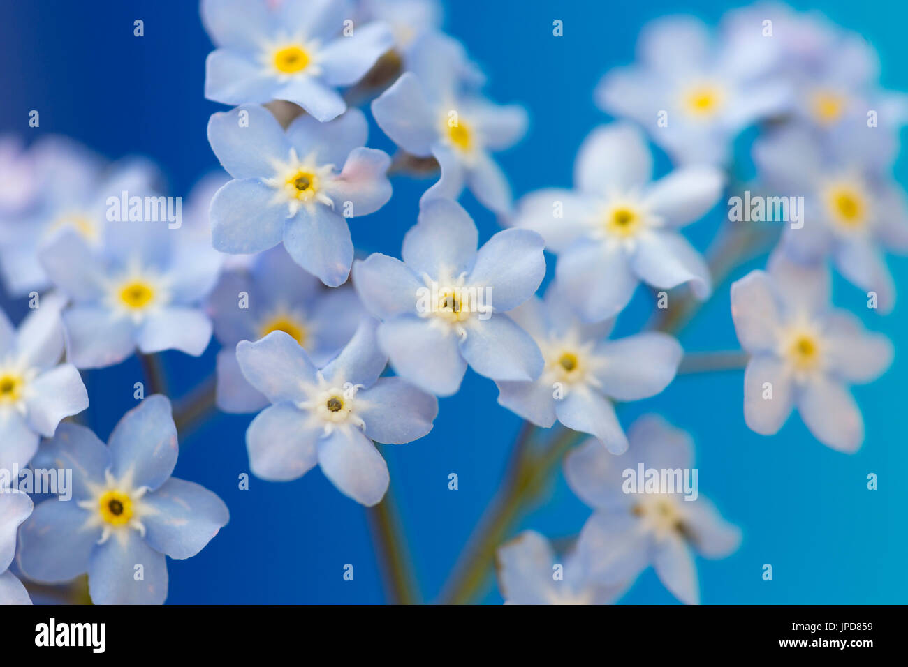 Forget Me Not Flowers Wallpaper