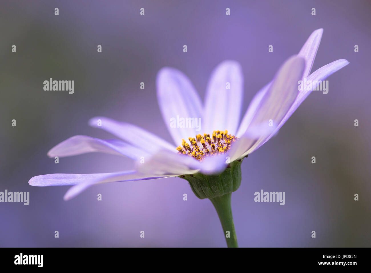 Cineraria flower hi-res stock photography and images - Alamy